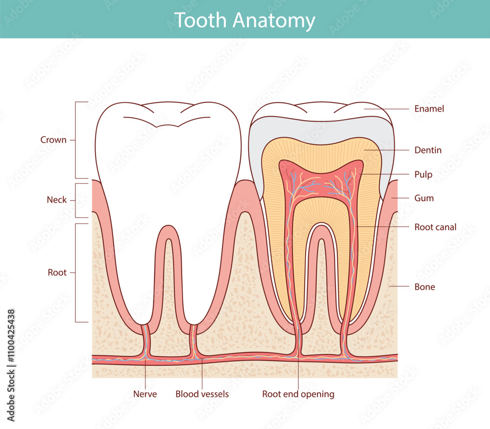 Diagram of human teeth with symbols. Dental medical vector illustration ...