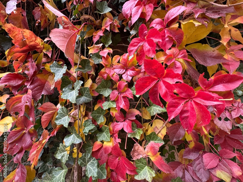 American ivy, Parthenocissus quinquefolia red leaves. Parthenocissus ...