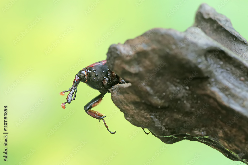 A red palm weevil or Asian palm weevil foraging on a rotting tree trunk ...