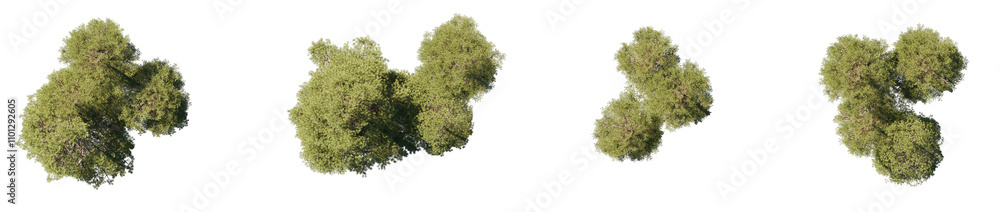Masterplan view Pinus sylvestris clumps big tall tree isolated png on a ...