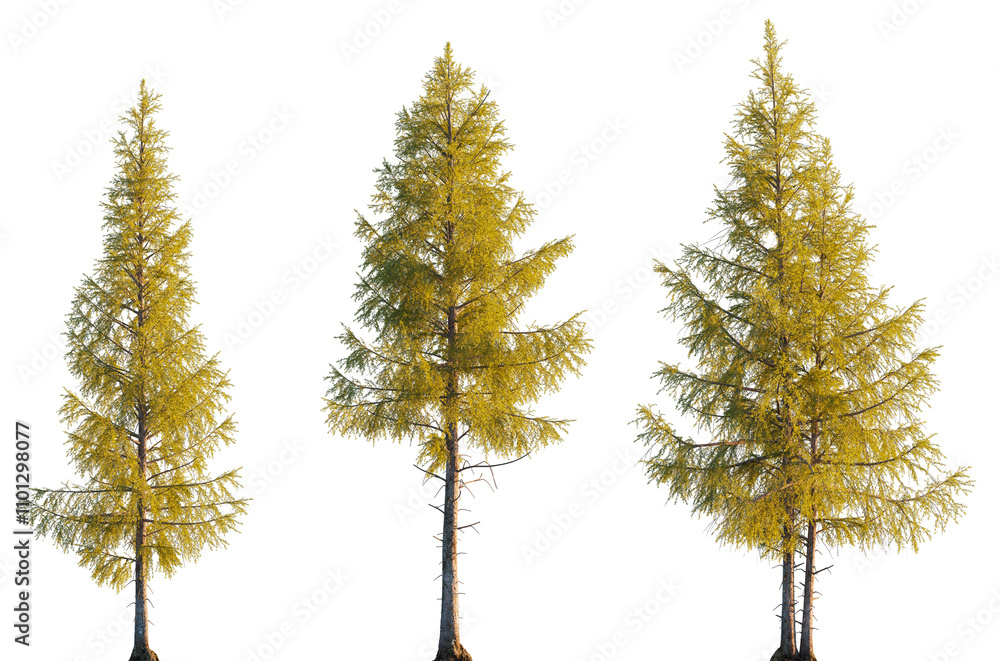 Larix laricina tree frontal set evergreen pinaceae needled tree ...