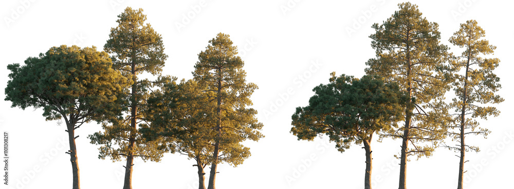 Pinus Pinaster Aiton (maritime, cluster) pine bush shrub and tree ...