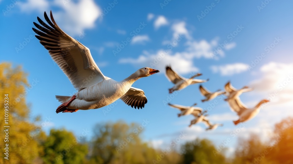 A single goose takes center stage as it elegantly flies across a ... A single goose takes center stage as it elegantly flies across a ...