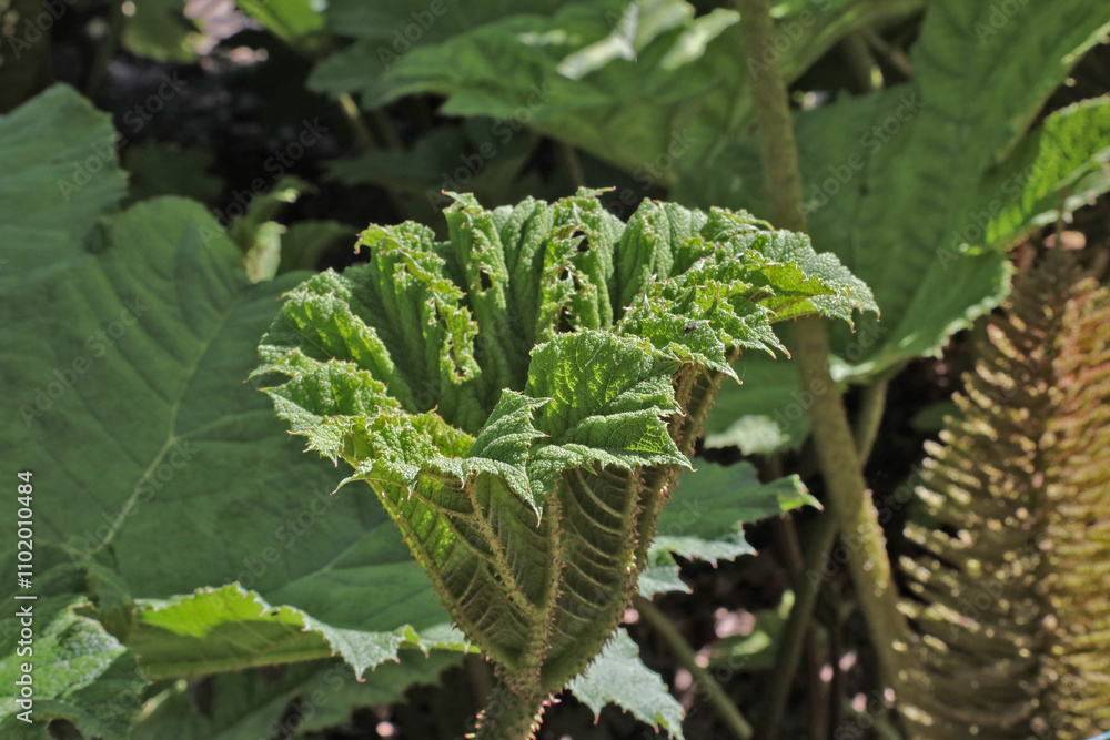Rhubarbe géante du Chili, Gunnera manicata Stock Photo | Adobe Stock
