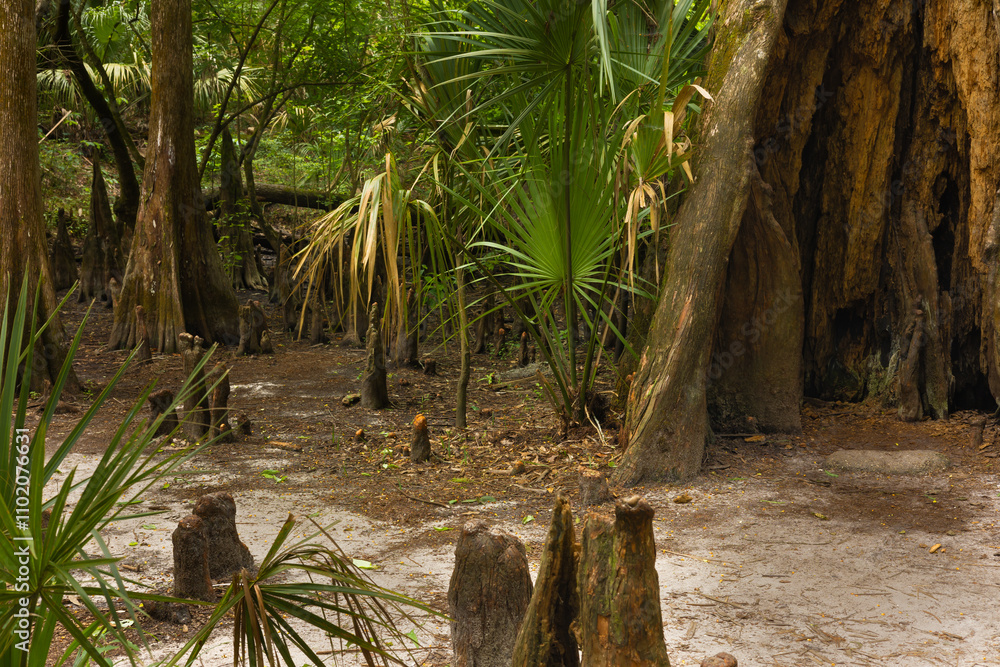 Inside the Ancient Mangrove stump depth of field to green bushes in ...
