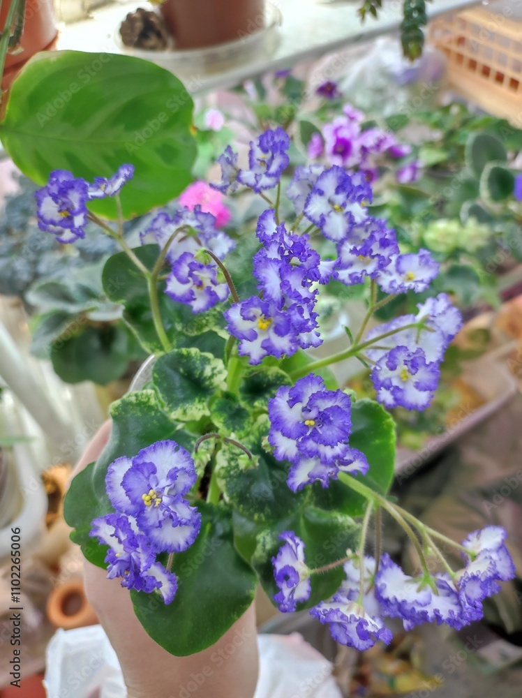 beautiful bright violet on the display case of a flower market Stock ...