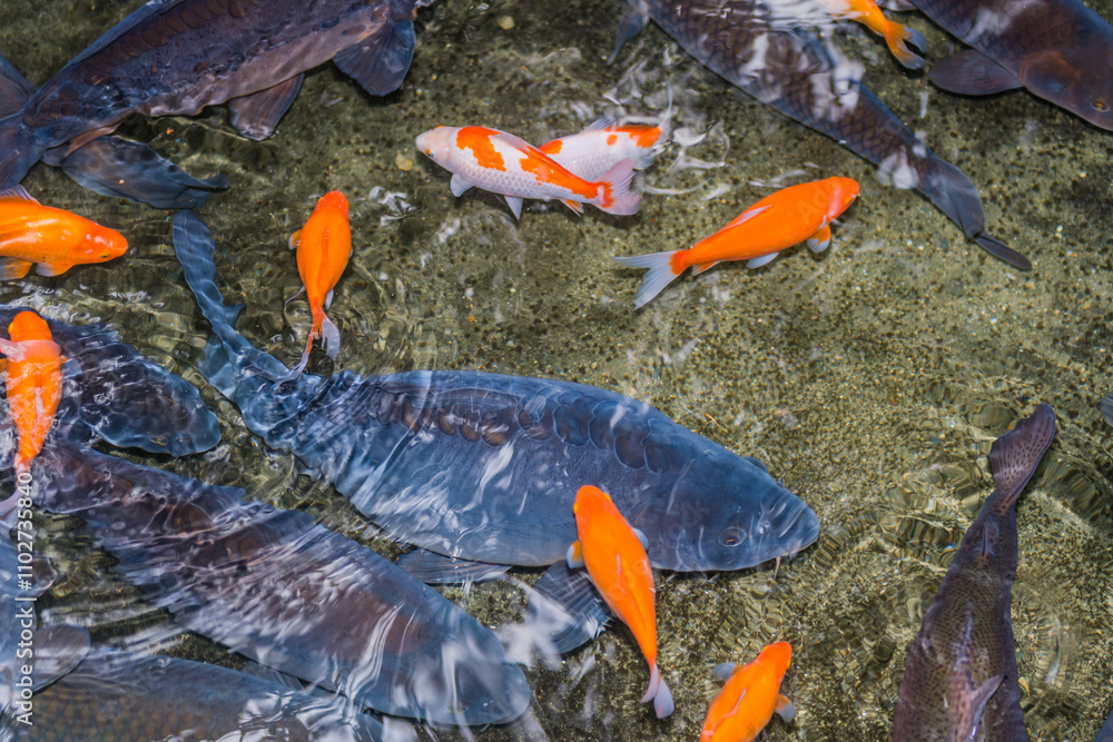 Large carp swimming in shallow indoor pool with several koi goldfish ...