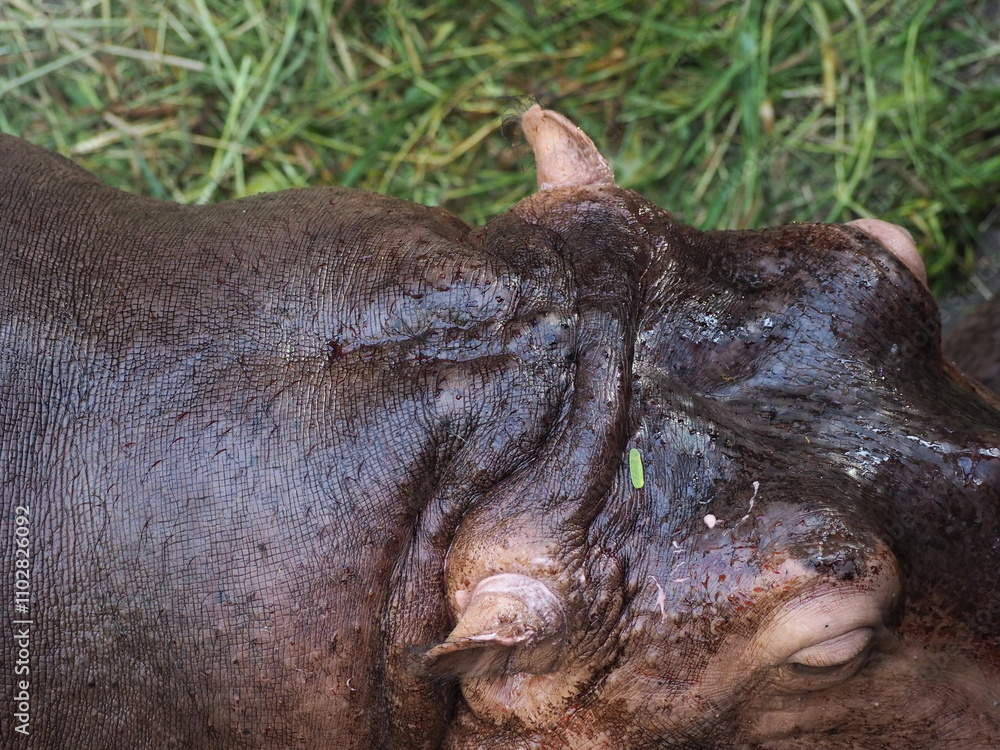Skin of Pygmy Hippopotamus the skin is greenish-black or brown, with ...