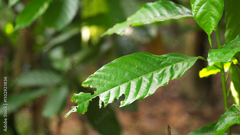 cocoa leaves eaten by beetles insects with chewed edges, pests on cacao ...