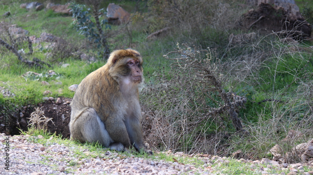 Barbary Macaque in Moroccan Monkey Forest Habitat – Wildlife ...