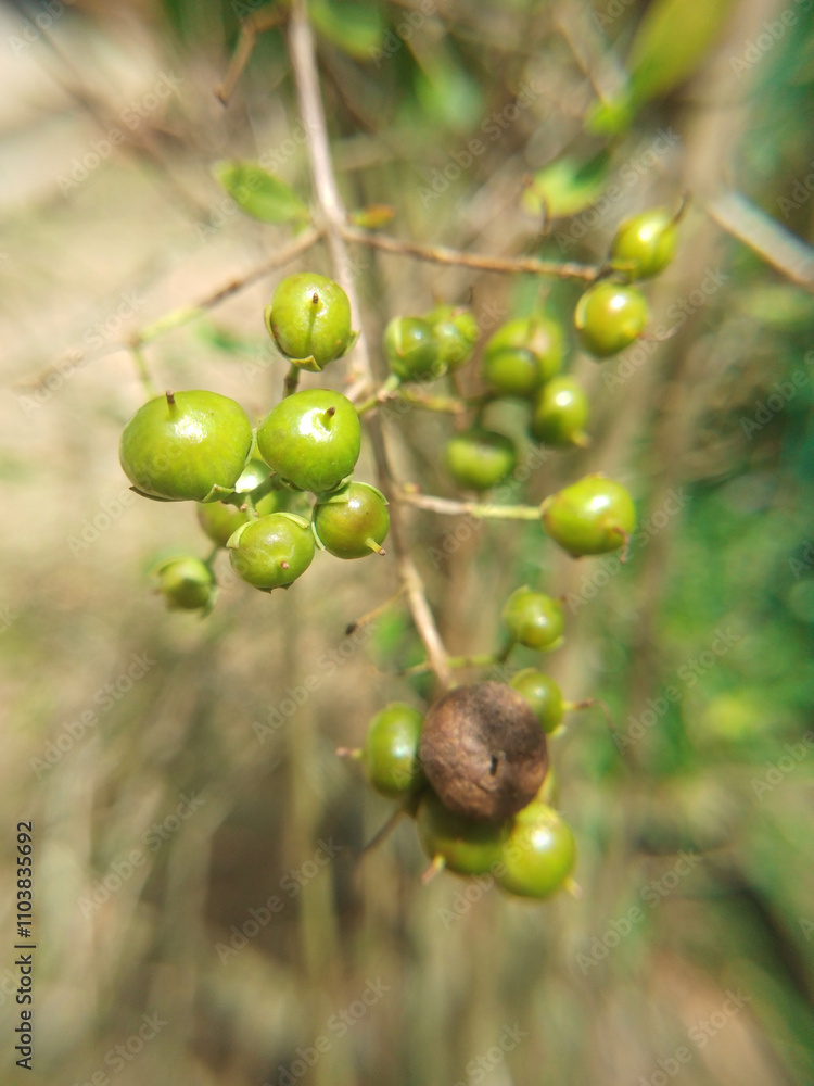 Lawsonia inermis, also known as hina, the henna tree. It has a small ...