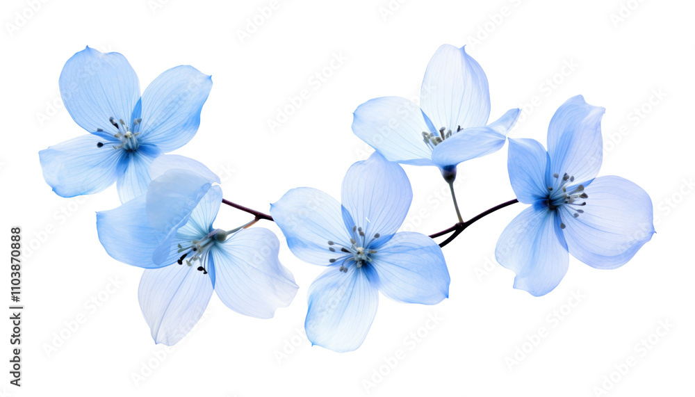 light blue flowers border isolated on transparent background cutout ...