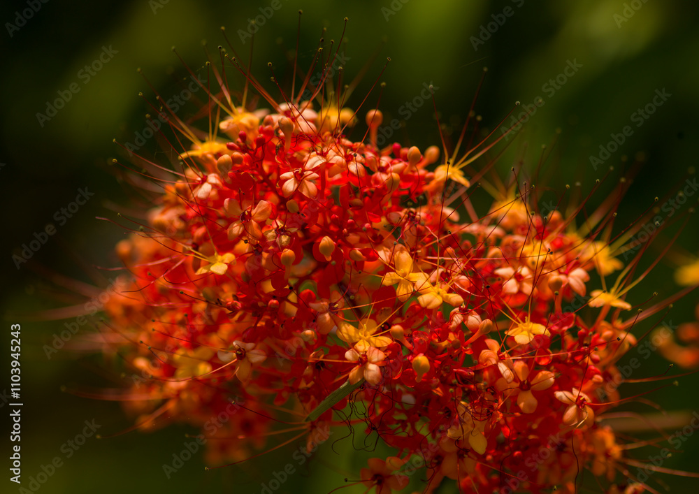 Red Flowers In The Menglun Botanic Garden Of Tropical Plants, Menglun ...