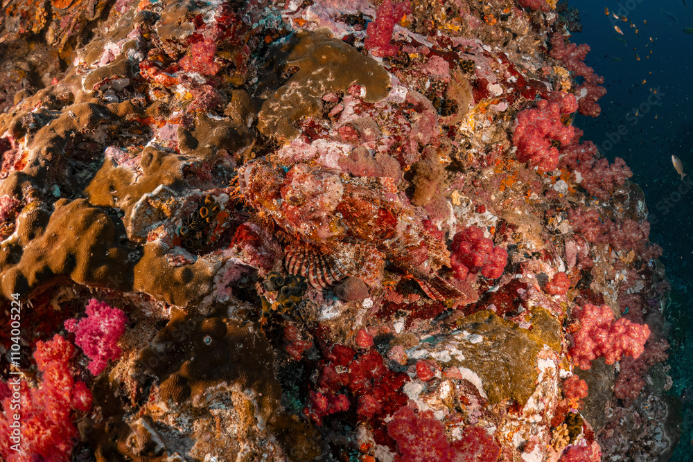 Real coral reef underwater photography marine biology ecosytem with ...