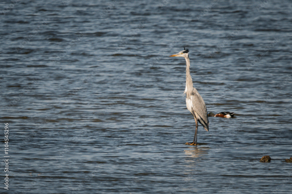 Gray heron with its neck stretched out, stalking fish in the shallow ...