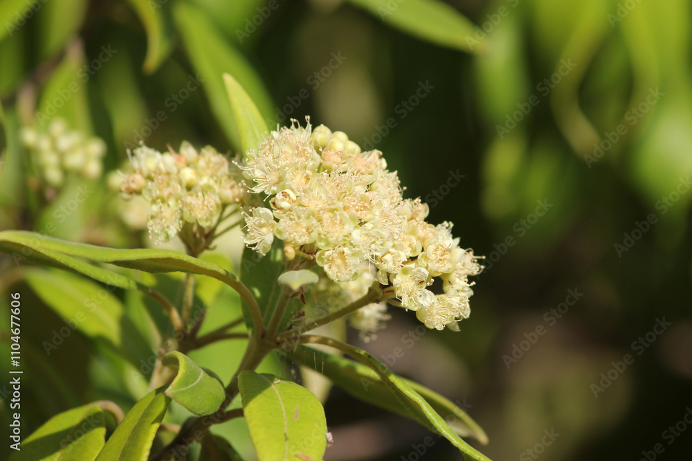 Cluster of white flowers on a Lemon Myrtle (Backhousia citriodora ...