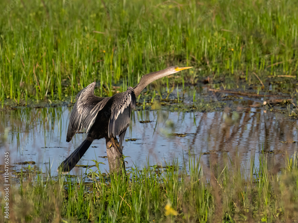Anhinga showcasing its iconic pose of spreading its wings to dry after ...