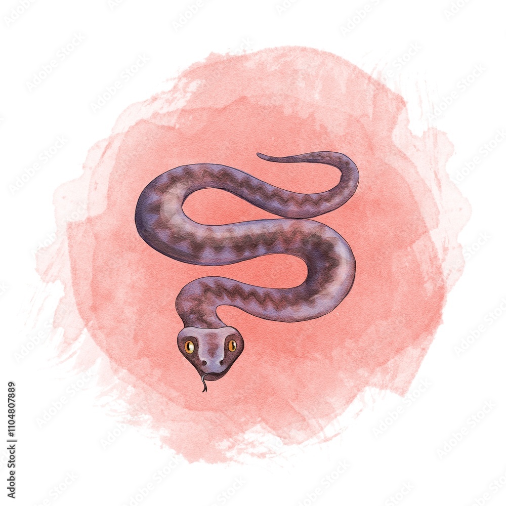 watercolor drawing snake, European adder , common viper at light red ...