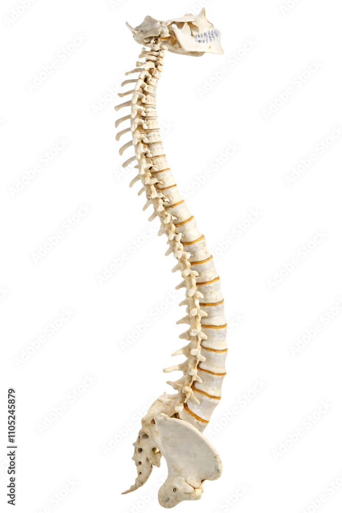 A realistic anatomical representation of the human spine, showing ...