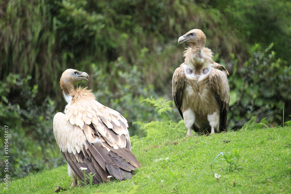 Two vultures in the Indian Himalayas exchange glances, a rare sight as these endangered birds ...