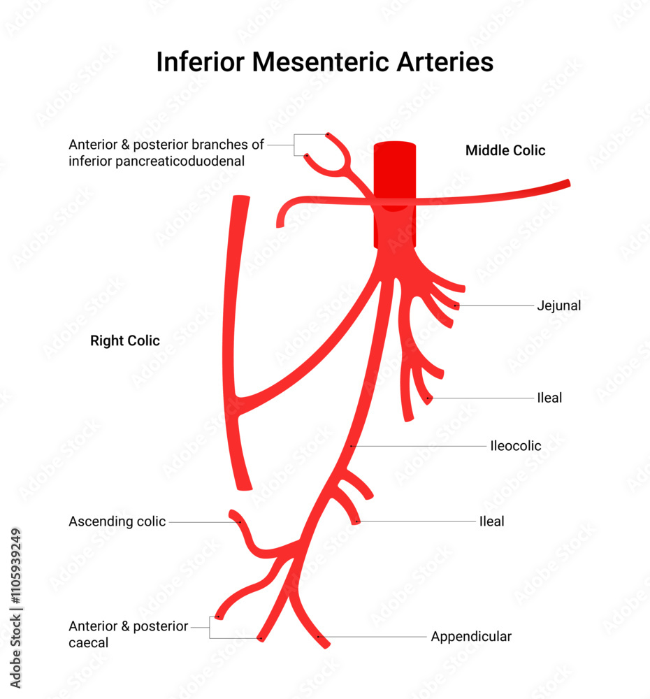 Anatomy of Inferior Mesenteric Arteries Stock Vector | Adobe Stock
