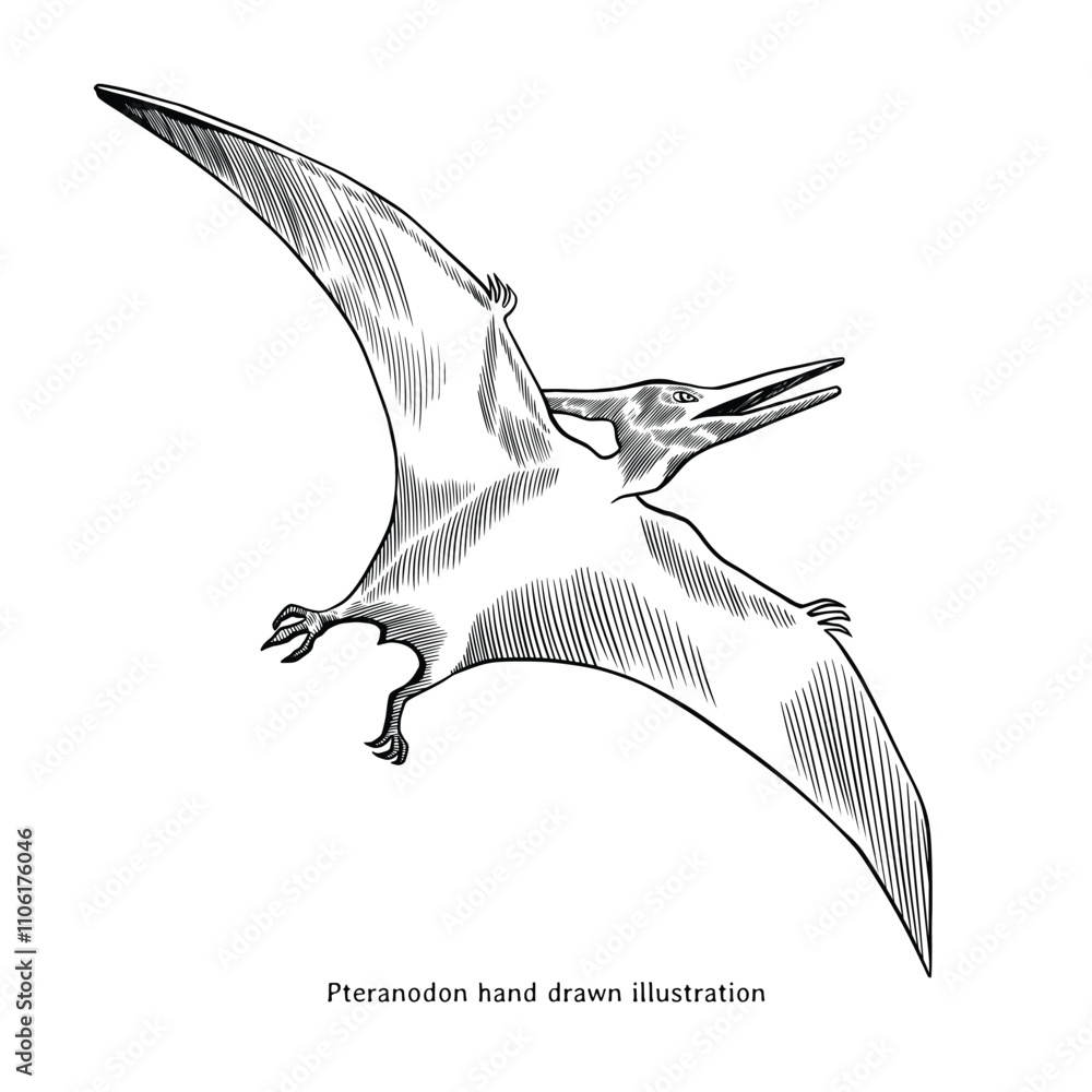 Pteranodon illustration. Pteranodon hand drawn illustration in vintage ...