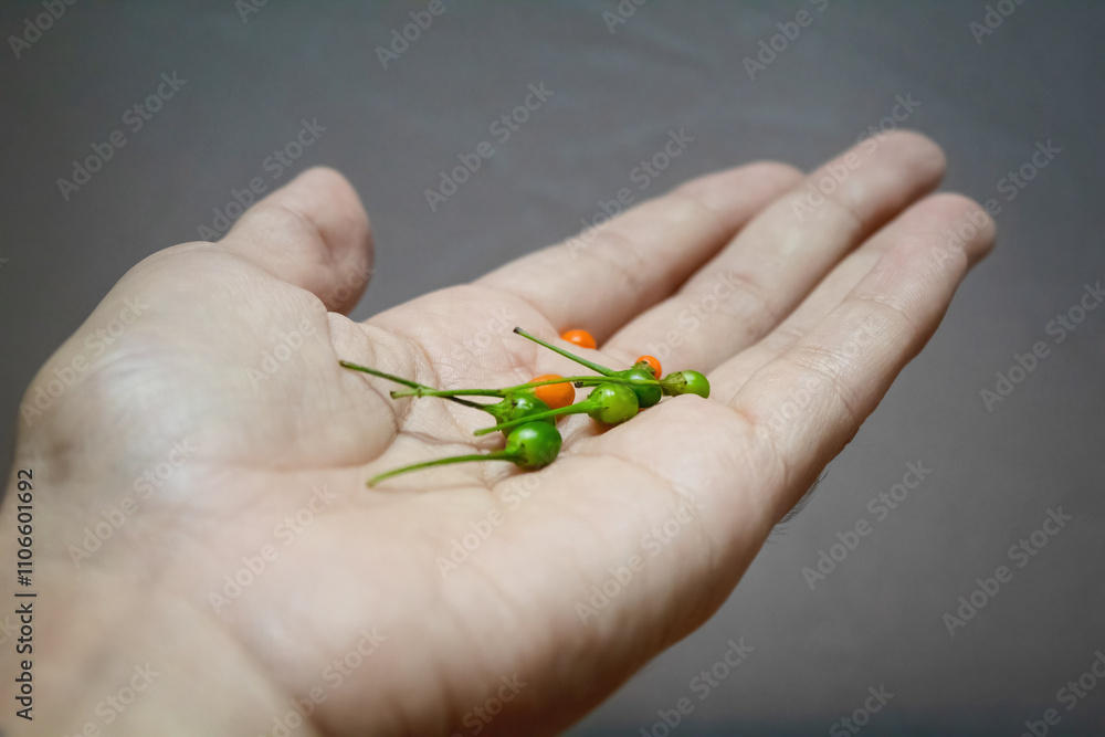 Hand holding Chiltepín, Chiltepe in Nahuatl, also known as Chile de ...
