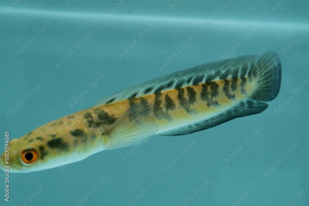 Channa Maru Yellow Sentarum, scientifically known as Channa marulioides ...