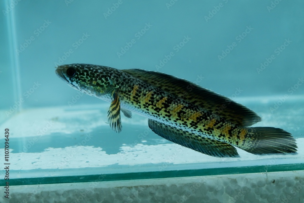 Channa Auranti snakehead fish. a predatory fish with a very beautiful ...