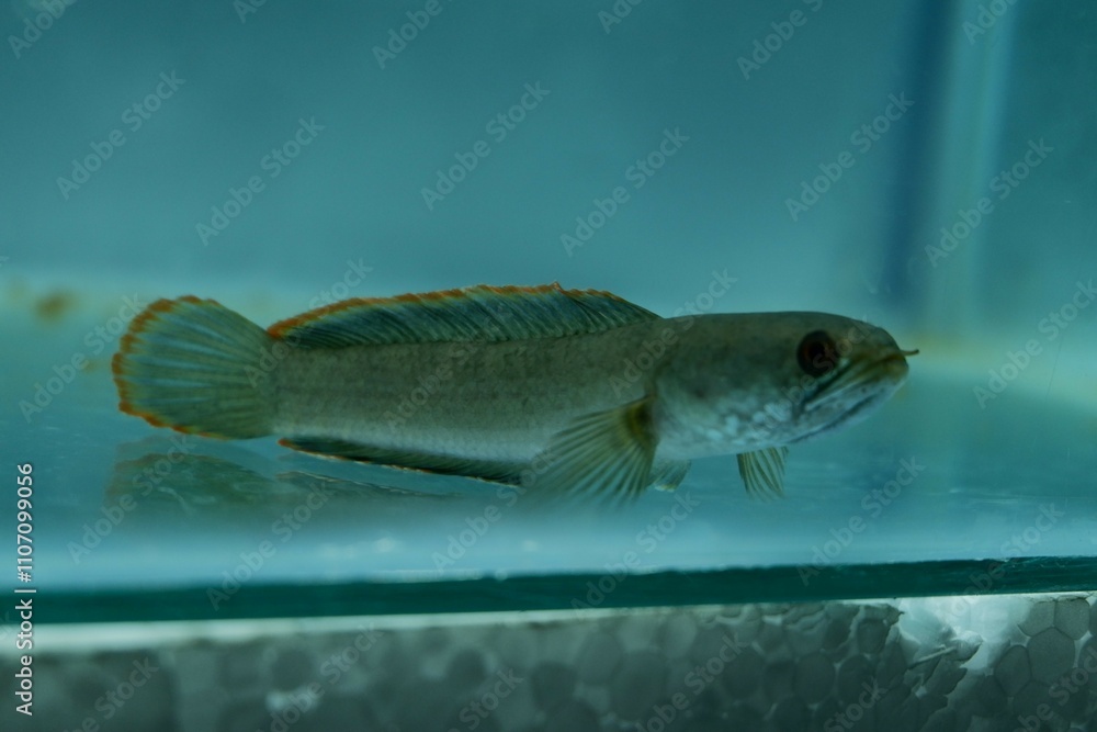 Channa Auranti snakehead fish. a predatory fish with a very beautiful ...
