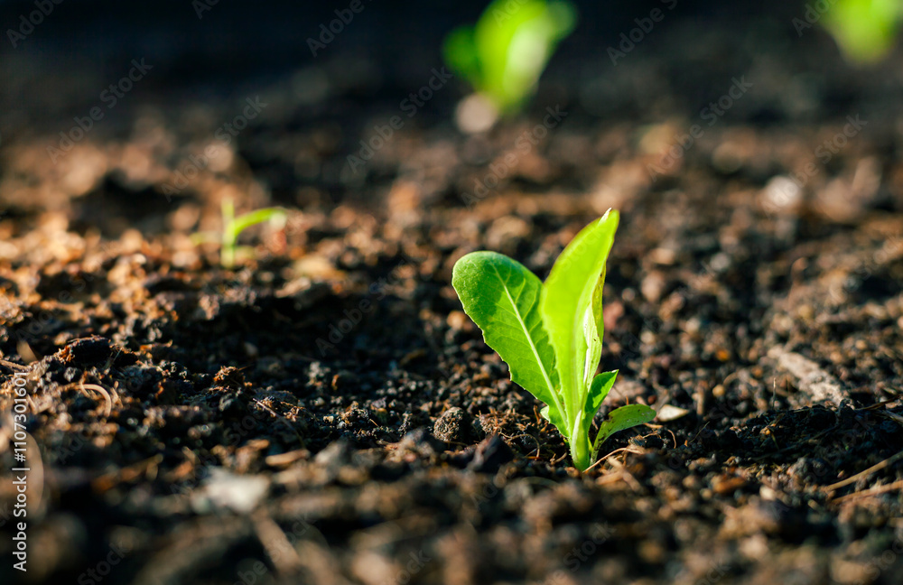 Vegetables in the plot. Mustard greens growing in the garden on an ...