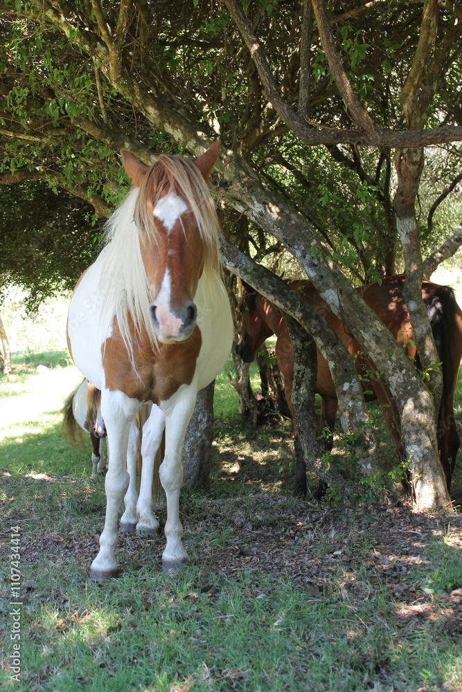 Hermosa familia de caballos descansando en tranquilo bosque natural con ...