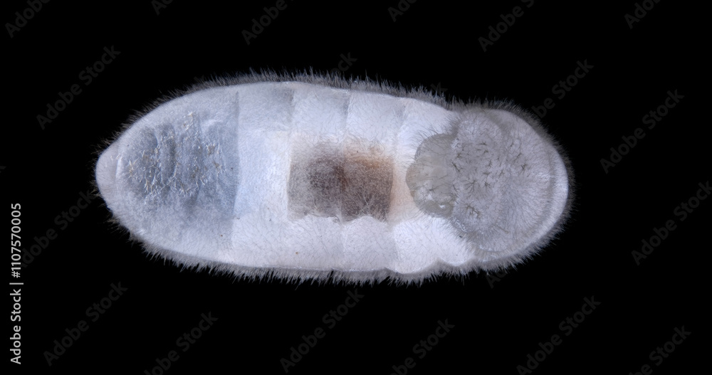 Ant larva Camponotus fellah under a microscope, family Formicidae. Look ...
