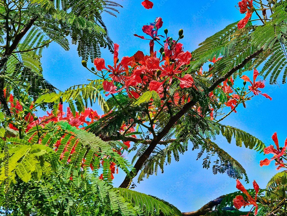 The flamboyant tree (Delonix regia) has benefits, Treating wounds: The ...