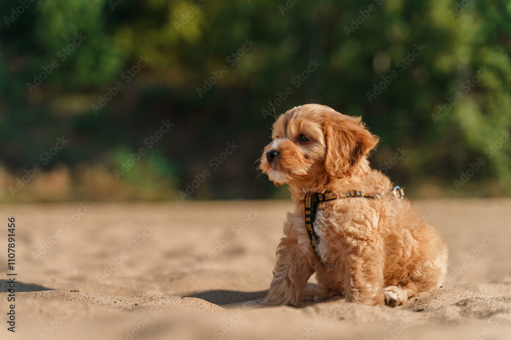 Puppy of a Cavapoo or Cockapoo breed dog on the beach by the sea. Close ...
