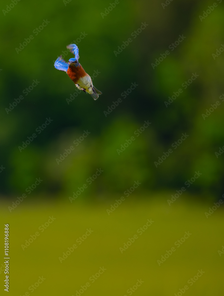 Eastern bluebird male in flight facing the camera with its red breast ...