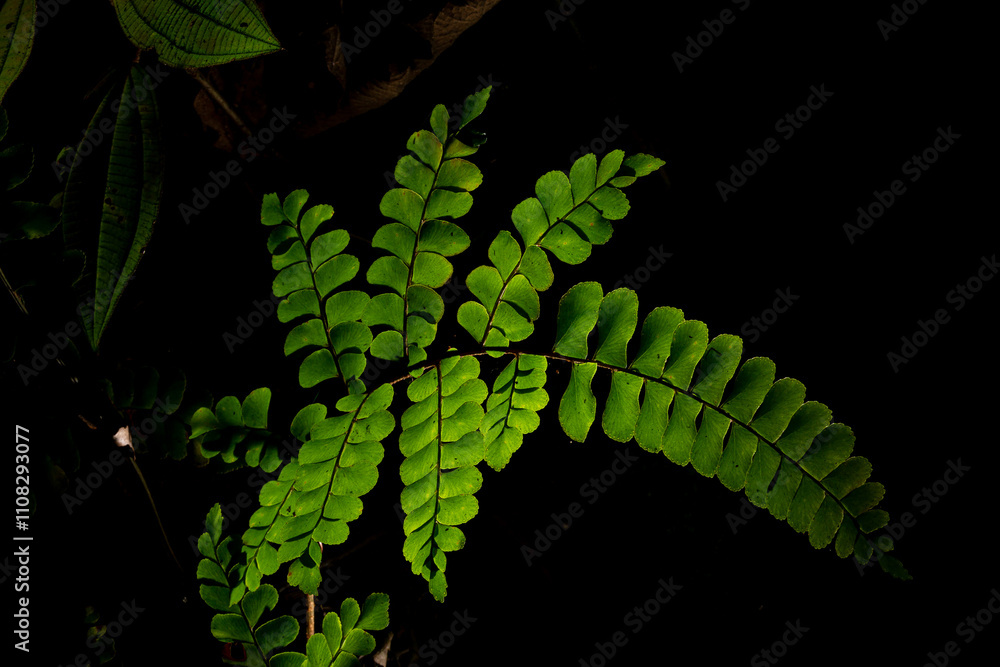 Folha da samambaia uma planta nativa da Mata Atlântica Brasileira ...
