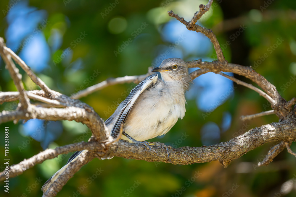 Northern Mockingbird Poses For a Portrait Stock Photo | Adobe Stock