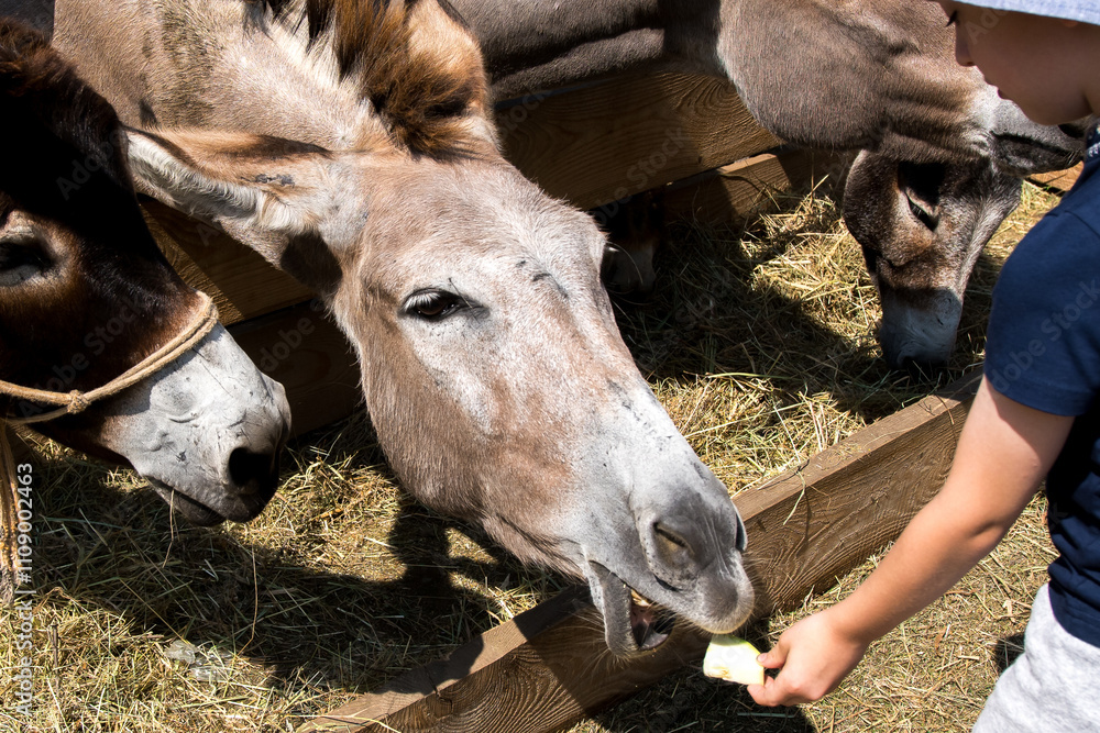 Child feeding a young donkey while the mother donkey looks on in a farm ...