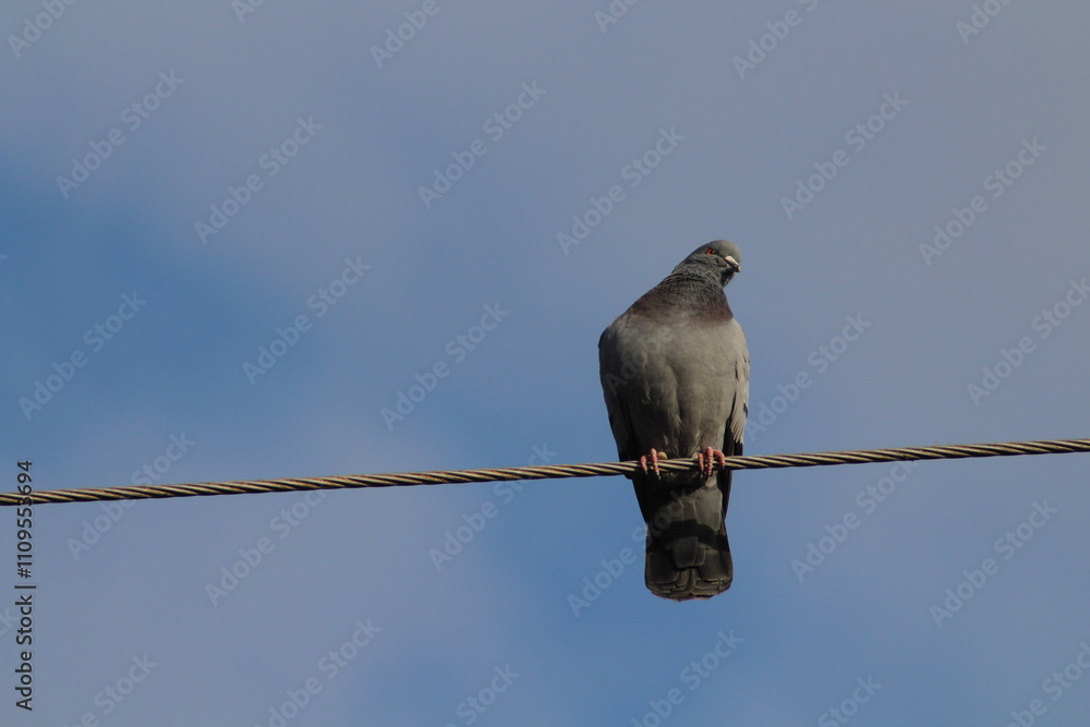 Group of pigeons sitting on the electric wires with blue sky background. Wild pigeons sitting on ...