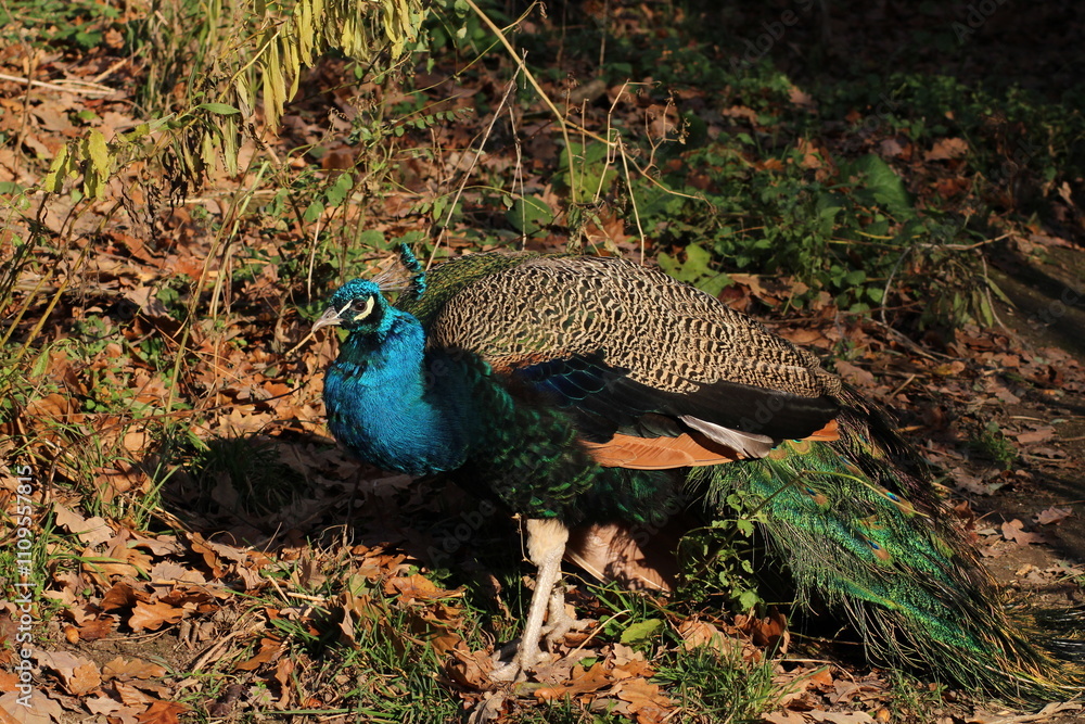 Stock-Foto „The Java Green Peacock (Pavo muticus) is a stunning bird ...