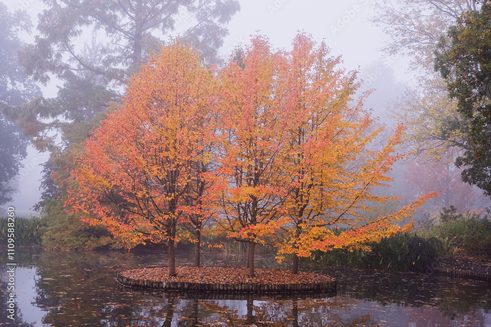 The fall colours of the Nyssa sylvatica ‘Wisley Bonfire’, commonly ...