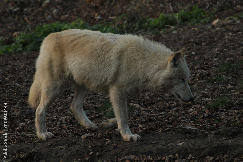 Стоковое фото «An arctic wolf -canis lupus arctos- standing amongst ...