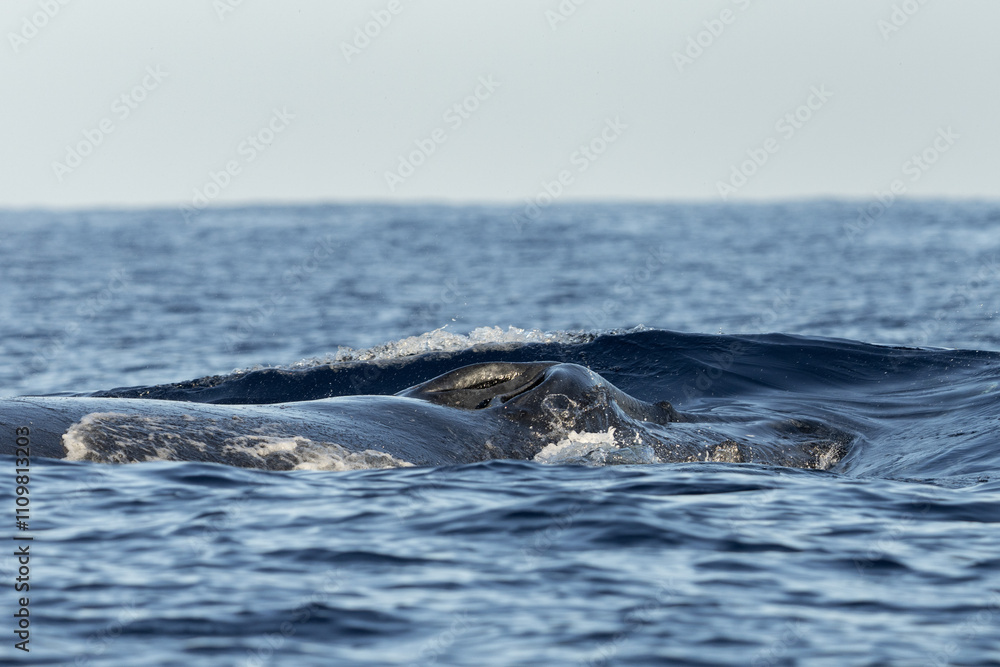 Humpback whale is breathing on the surface. Marine life in Indian ocean ...