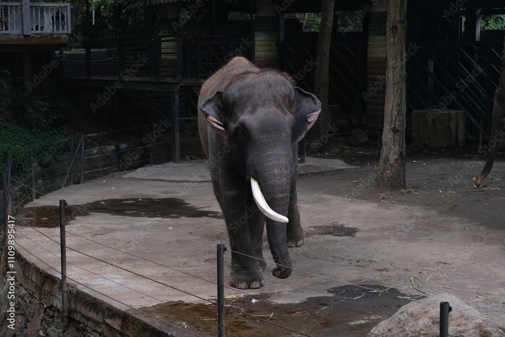 Foto de Stock Asian elephants look calm in a spacious enclosure. With a ...