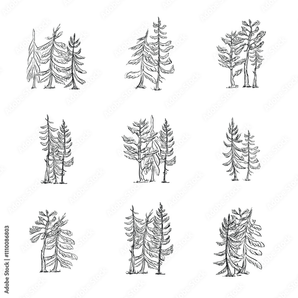 Outline sketch spruce and pine trees set, executed in both Black and ...