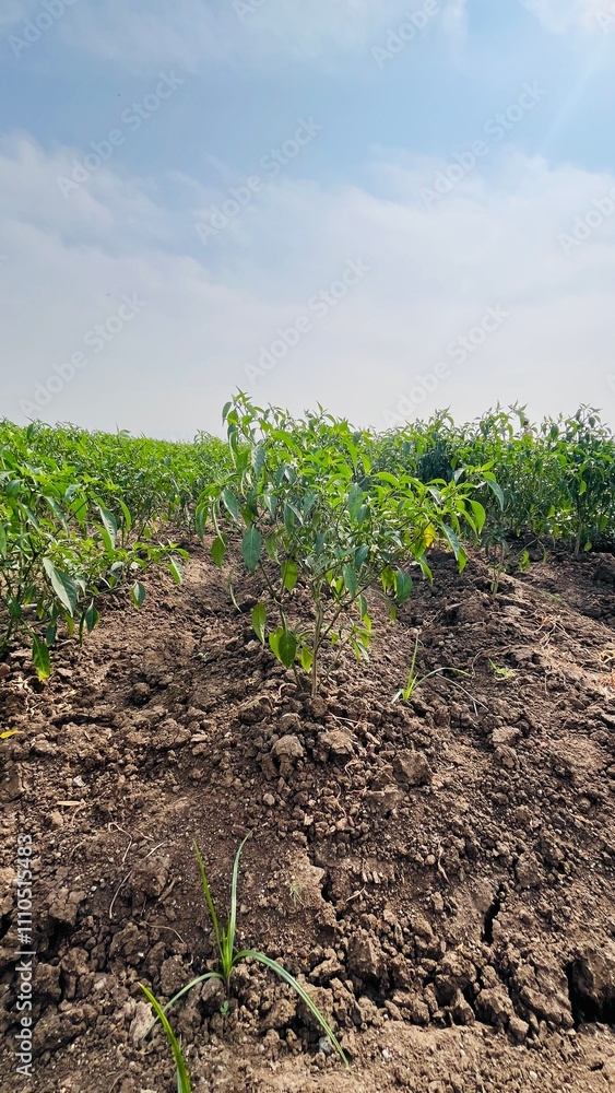 Chili Plants in a farm in India - Rows of Chilli plants in an ...