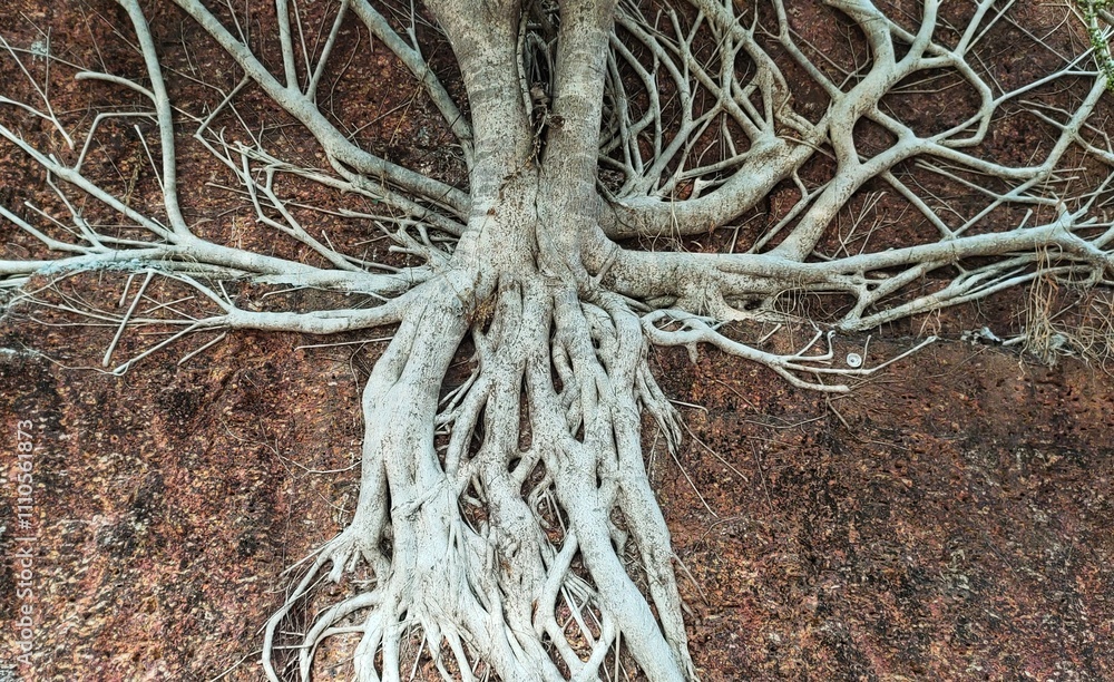 Banian or banyan tree roots structure spread beneath earth ground soil ...