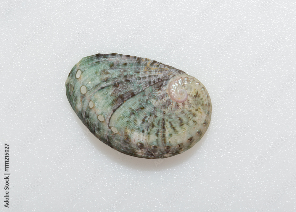 Haliotis varia, common name the variable abalone or the common ear ...