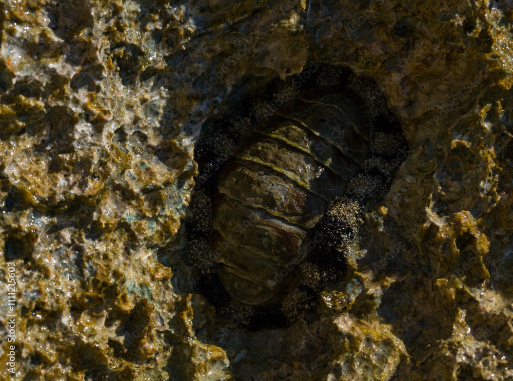 Acanthopleura haddoni, tropical species of chiton. The fauna of the Red ...